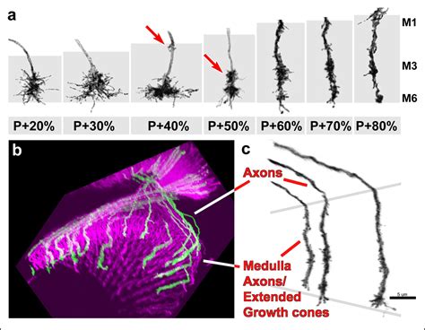 Dynamic Growth Cone At Grady Robinson Blog