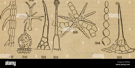 Internal Structure Of A Leaf Hi Res Stock Photography And Images Alamy