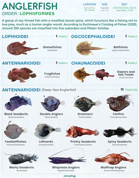 Anglerfish Types Size Habitat Diet Lifespan And Life Cycle