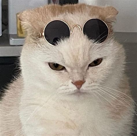 котэ прикольные картинки с кошками смешные картинки и другие
