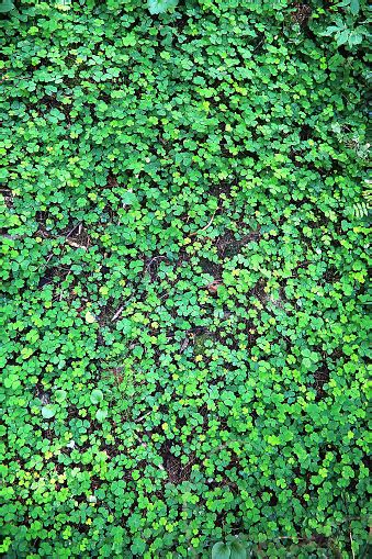 식물 클로버 네 잎에서 배경 아일랜드 전통 기호입니다 성 패트릭의 날 St Patricks Day에 대한 스톡 사진 및 기타