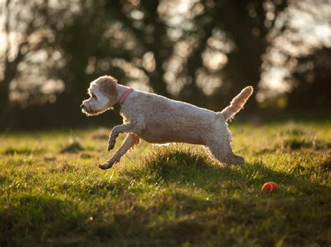 How Much Exercise Does A Cockapoo Need Pitpat