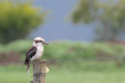 Smartest Birds 17 Most Intelligent Birds With Pictures