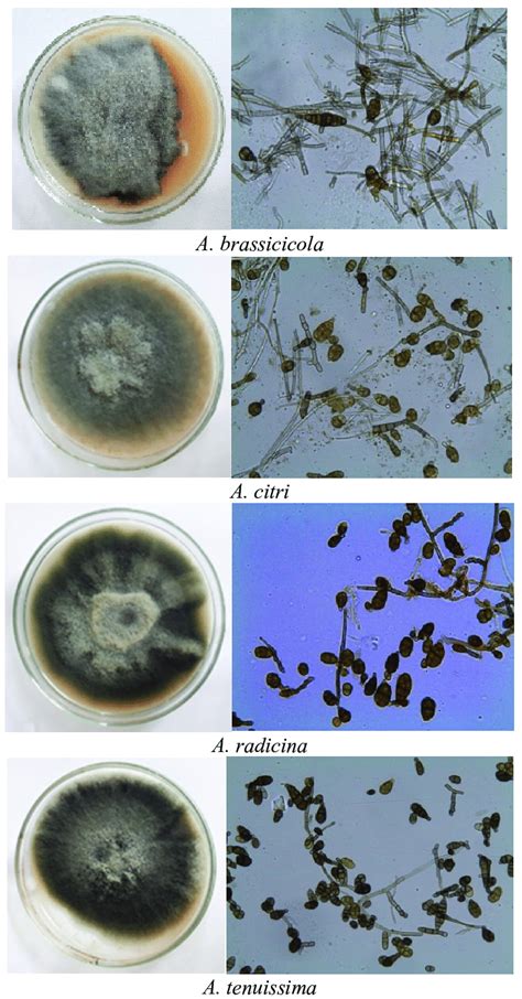 Alternaria Species Isolated From Infected Tomato Fruits Download