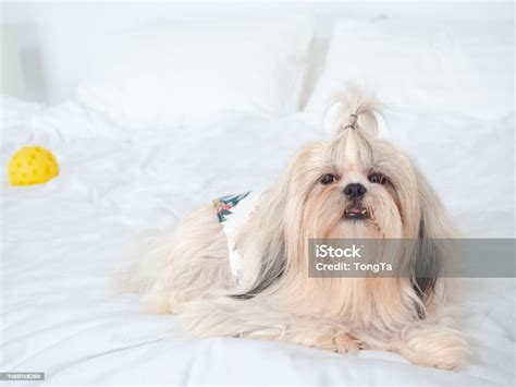 침실에 있는 침대에 누워 있는 귀여운 털복숭이 Shih Tzu 개 0명에 대한 스톡 사진 및 기타 이미지 0명 가정 생활