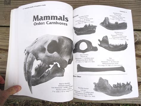 Vertebrate Fossils A Neophyte S Guide By Frank Kocsis Recently Sold