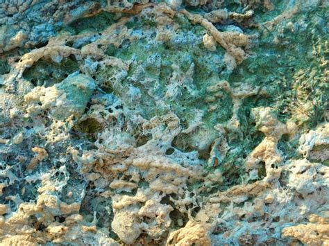 Blue Green Algae And Foam On The Surface Of The Water Close Up Of