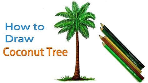 How To Draw A Coconut Tree