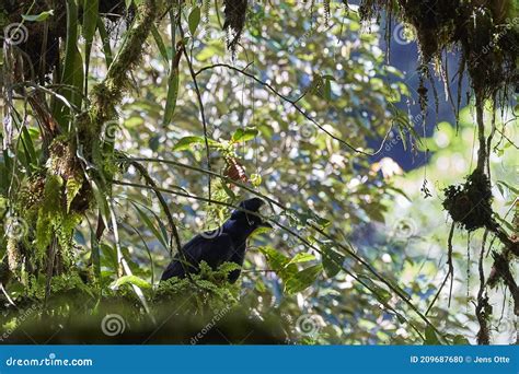 Rare Black Female Amazonian Umbrellabird Cephalopterus Ornatus Stock
