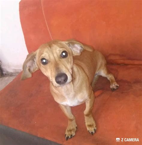 Adopta A Posot Class