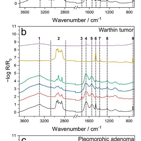 Ftir Average Spectra Of Each Preservation Method “native” Blue Download Scientific Diagram