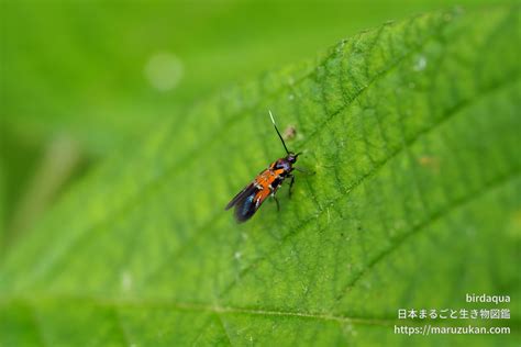 ベニモンマイコモドキ 日本まるごと生き物図鑑