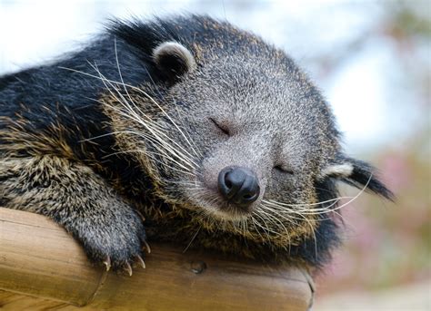 Binturong Wallpapers 35 Images Wallpapercat