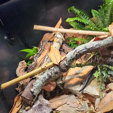 Finished Bioactive Naturalistic Ball Python Habitat Rbioactive