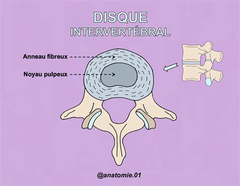 Le Disque Intervertébral Est Anatomie Du Corps Humain