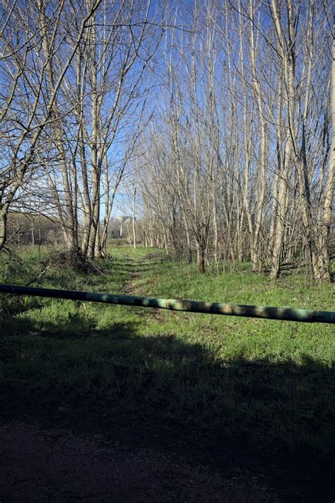 Grass Path Between Thick Bushes Sunny Weather Stock Image Image Of Vegetation Wild 316121905