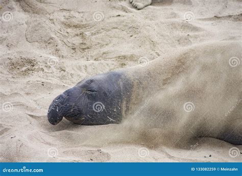 Male Elephant Seal At A Beach Stock Image Image Of Male Sealion