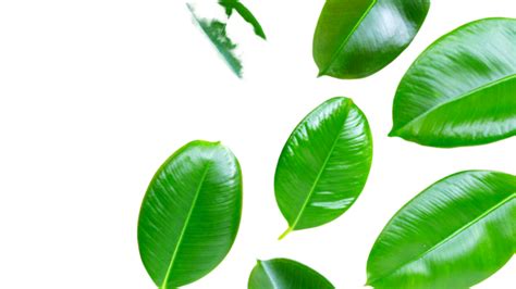 Hojas De La Planta De Caucho Png Vectores Psd E Clipart Para