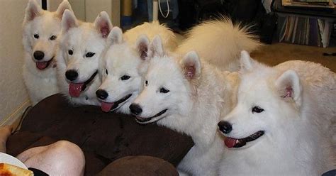 Too Many Duplicates Album On Imgur