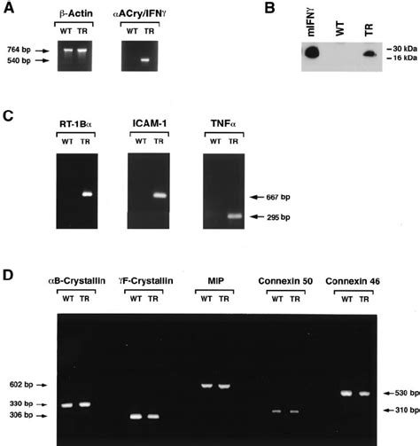 Effect Of Ifn ␥ On Gene Expression In Wild Type Wt And Transgenic