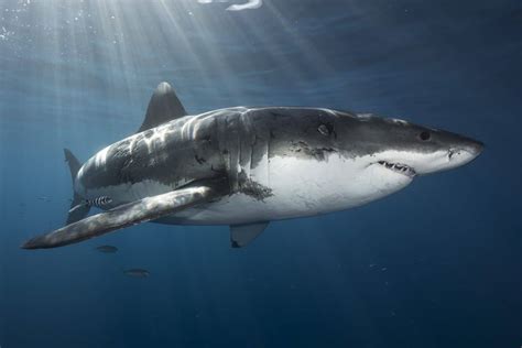 Can Sharks Be Friendly Nautilus Adventures
