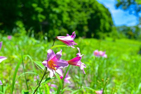 高清水自然公園ひめさゆり群生地 青空と風景と花たまに料理