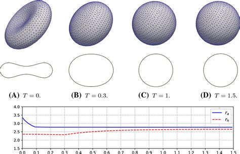 Evolution Of The Cell Shape Surface Driven By Willmore Flow We Show
