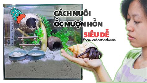 Cách Nuôi Ốc Mượn Hồn Cách Nuôi Cua Batiks Siêu Dễ Cùng Ốc Mượn Hồn Thanh Xuân Youtube