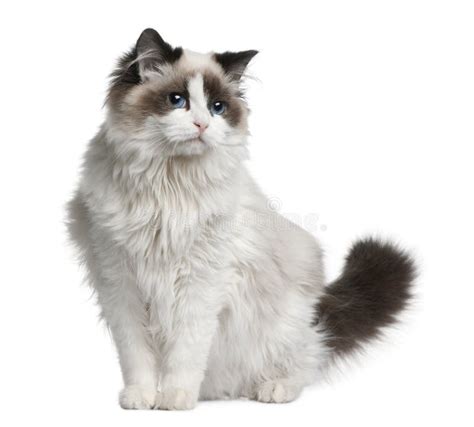 Gato De Ragdoll 7 Meses Imagen De Archivo Imagen De Gato 13667767