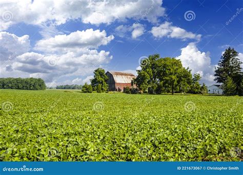 Crop Fields Of Beetroot Stock Image Image Of Agricultural 221673067