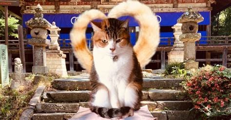 エピソード18 猫又｜妖怪古伝｜note