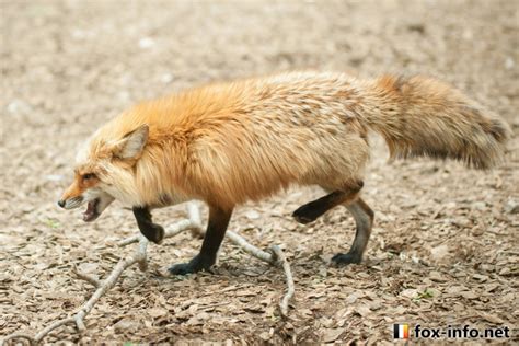 忍び足の狐 スタンダード キツネ写真館