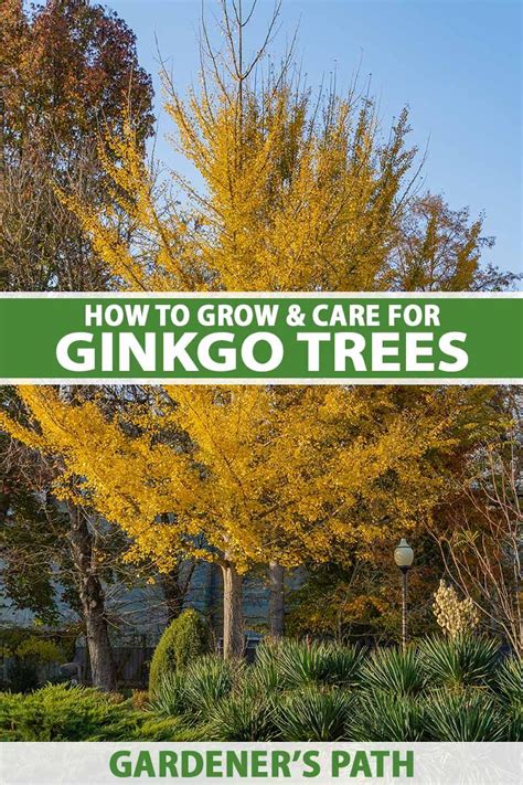 How To Grow And Care For Ginkgo Trees Gardeners Path In 2023