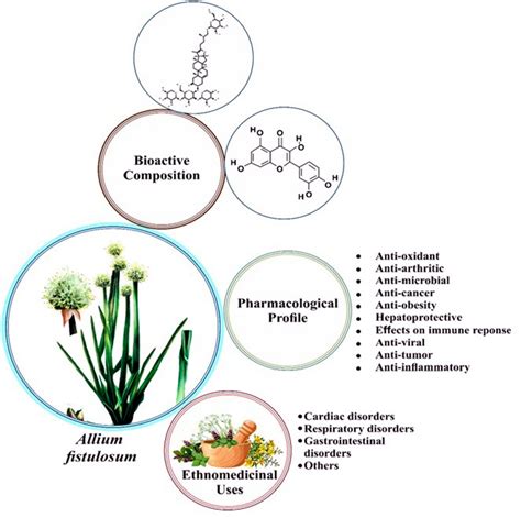 Allium Sativum 200 Ch Para Que Serve Wholesale Store