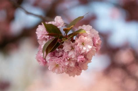 Mekar Bunga Sakura Musim Semi Foto Gratis Di Pixabay Pixabay