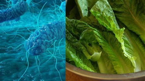 E Coli Outbreak Linked To Romaine Lettuce Expands To 16 States Fox News