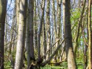 What Does Deciduous Mean Why Some Plants Lose Their Leaves For Some Of The Year