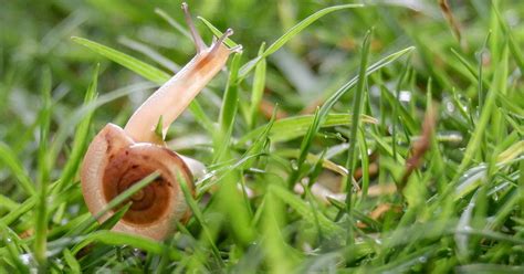 Zombie Snail Parasite