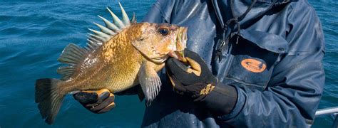 Quillback Rockfish Pacific Rock Fish Replica Quillback 195