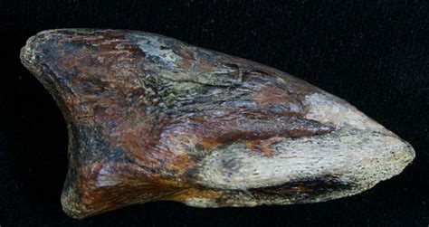Struthiomimus Foot Claw South Dakota 7531 For Sale