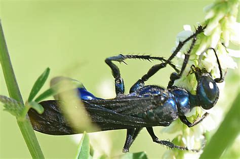Blue Spider Wasp Chlorion Aerarium BugGuide Net