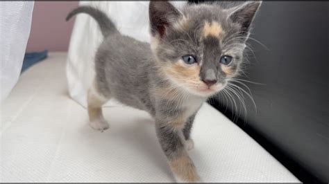 Dilute Calico Lifespan At Douglas Tijerina Blog