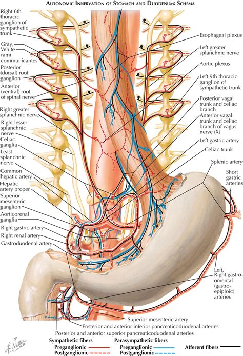 Stomach Clinical Tree