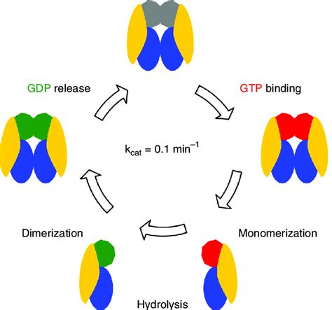 Dimer Monomer Define At Sherman Aragon Blog