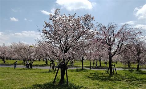 足立区 桜の名所人気のお花見スポット みどころまとめ 足立区 北千住西新井竹ノ塚 での一人暮らしブログ街の便利帳