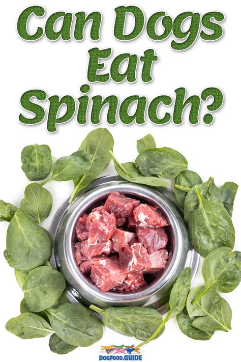 Can Dogs Eat Spinach The 4 Major Benefits Right Here