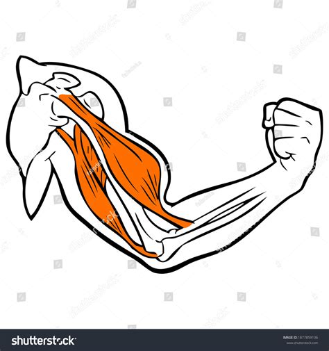 Biceps Triceps Hand Vector Illustrationisolated On Stock Vector Royalty Free 1877859136