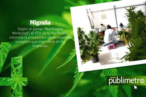 Infografía Usos Medicinales De La Marihuana Publimetro Chile