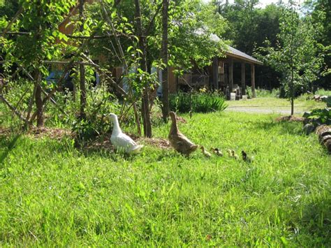How To Grow Hardy Kiwi Hardy To 40 Degrees — Practical Self Reliance