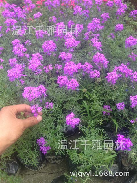 银边沿阶草 四川沿阶草 成都灌木 银丝草 沿阶草批发 阿里巴巴